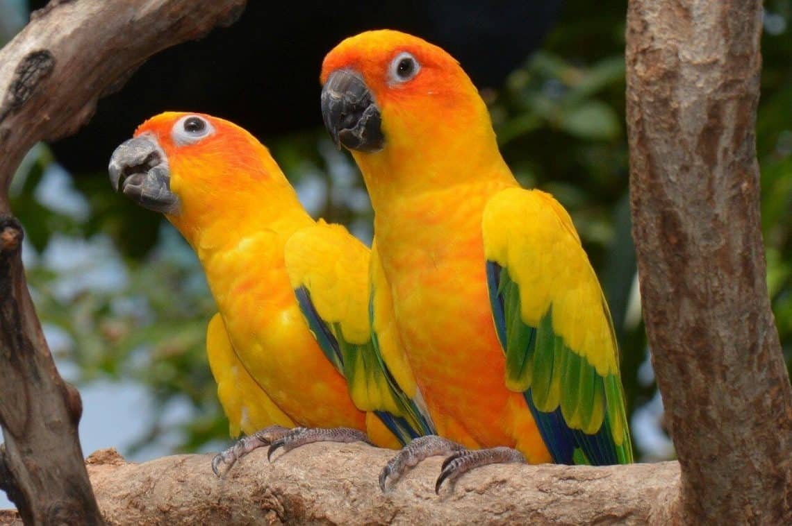 Type Of Conures, Facts & Care As Pets – Pets Bunch