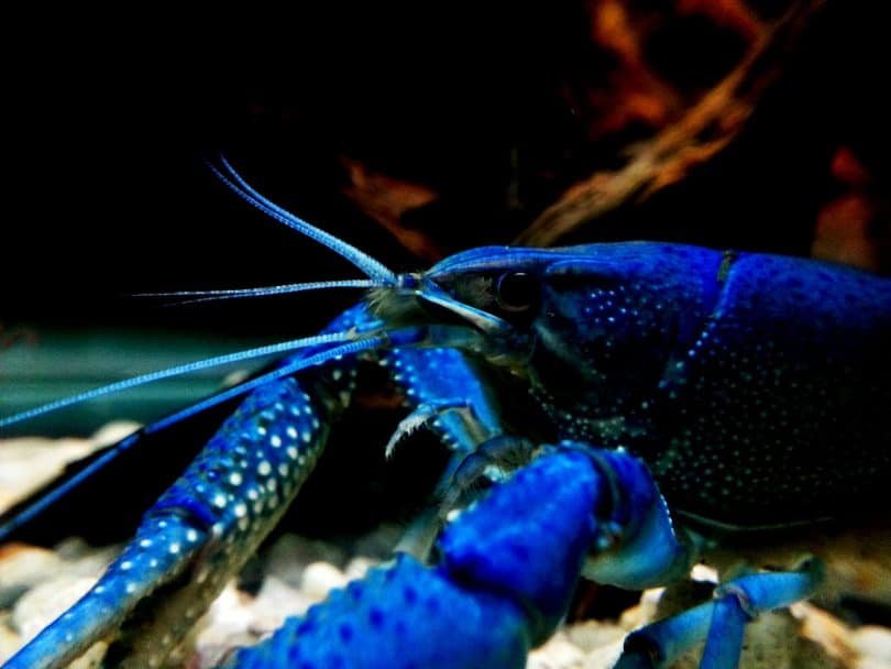 Crayfish Tank Mates – Pets Bunch