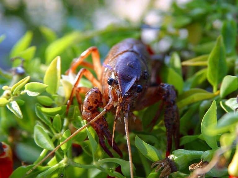 What Do Crayfish Eat? – Pets Bunch