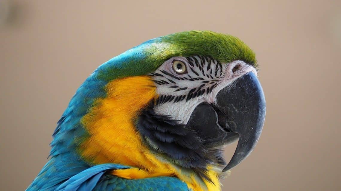 Hyacinth Macaw – Types, Size, Care, Lifespan, Facts & Price – Pets Bunch