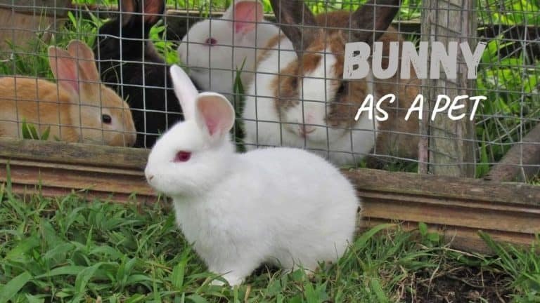 Bunny As A Pet – Everything You Need To Know As Beginner! – Pets Bunch