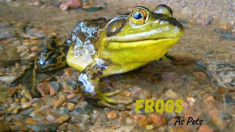 Frogs As Pets – Everything You Need To Know As Beginner! – Pets Bunch