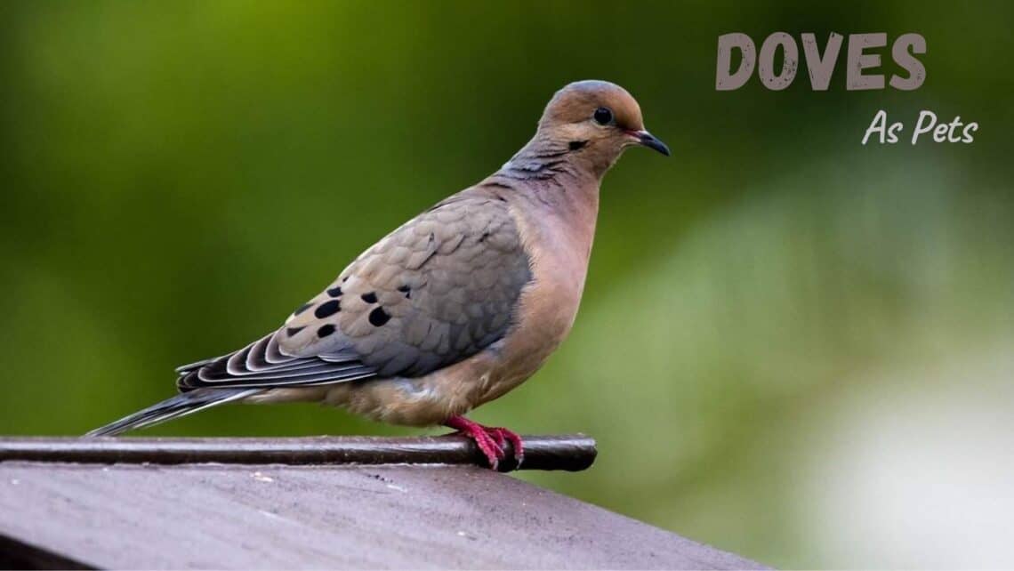 Birds As Pets – Everything You Need To Know As Beginner! – Pets Bunch