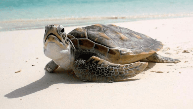 Can A Turtle Survive Without Its Shell? – Pets Bunch