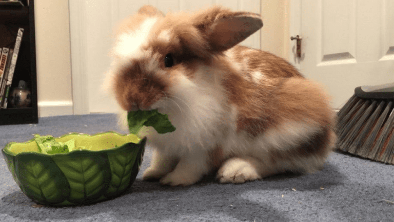 Can Rabbits Eat Spinach? – Pets Bunch