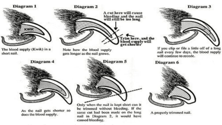 How To Keep Your Rabbits Nails Short Without Cutting Them? – Pets Bunch
