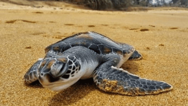 Why Do Turtles Dig Holes? – Pets Bunch