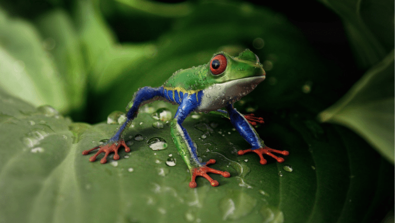 Why Do Frogs Pee On You? Is It Harmful? – Pets Bunch
